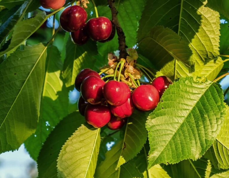 El Cerezo: Una joya de la naturaleza - Todo de Jardín