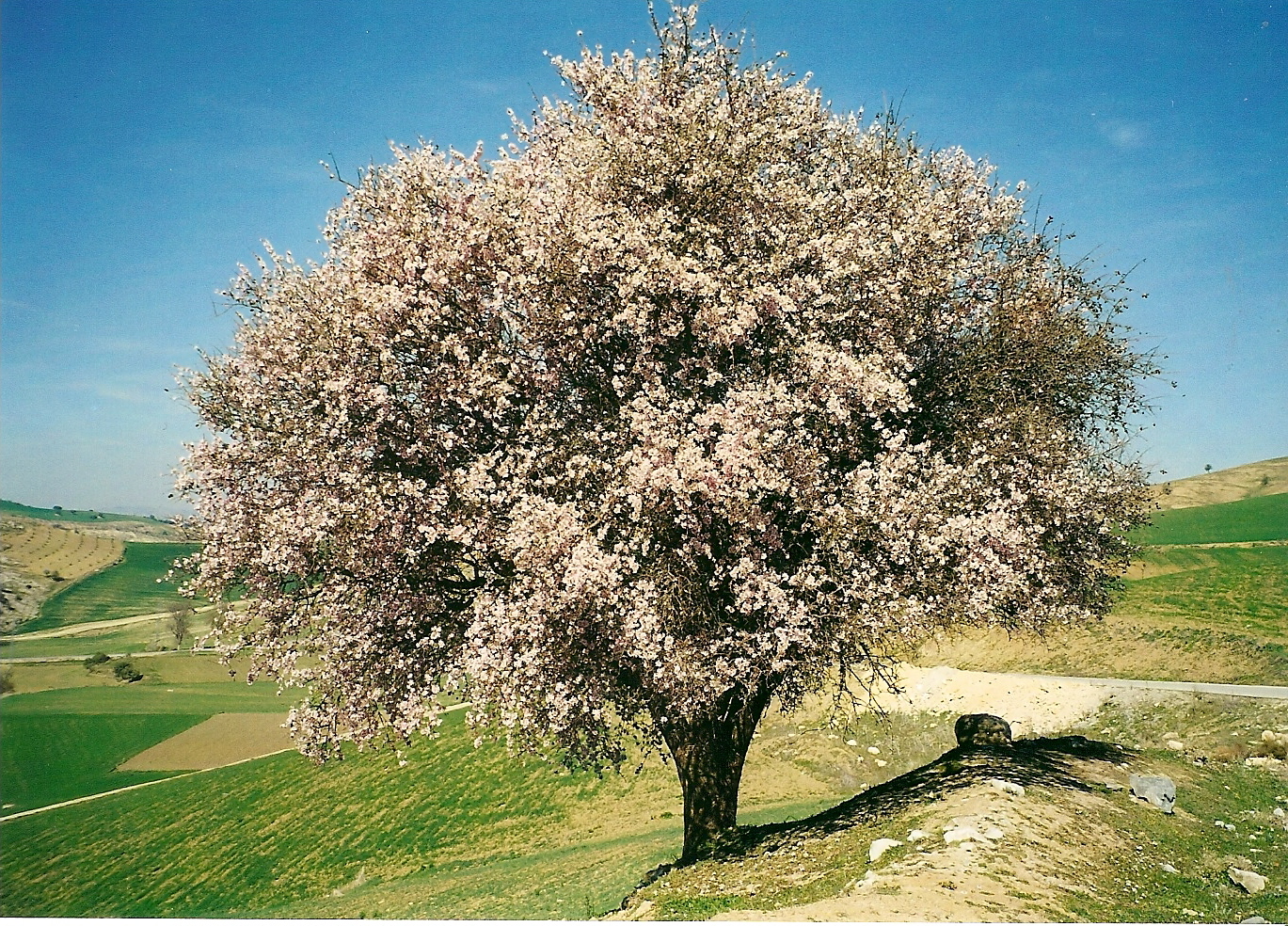 Almendro - Todo de Jardín