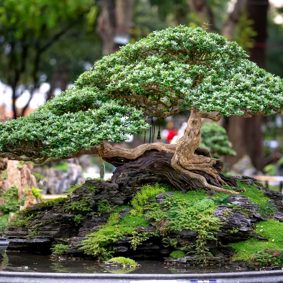 Bonsái Podocarpus Totara - Todo de Jardín
