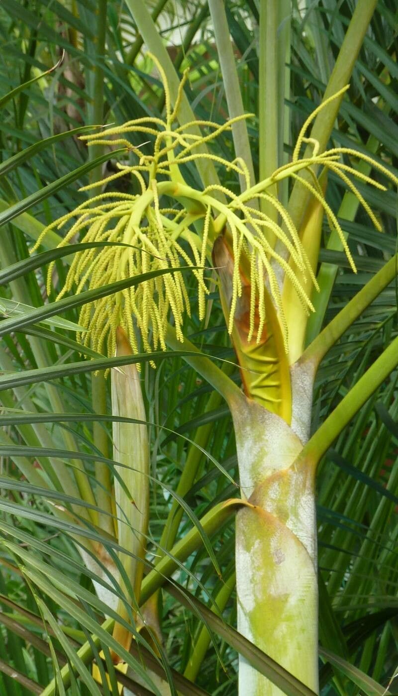 Areca Dypsis lutescens - La Palma de Bambú Dorado - Todo de Jardín