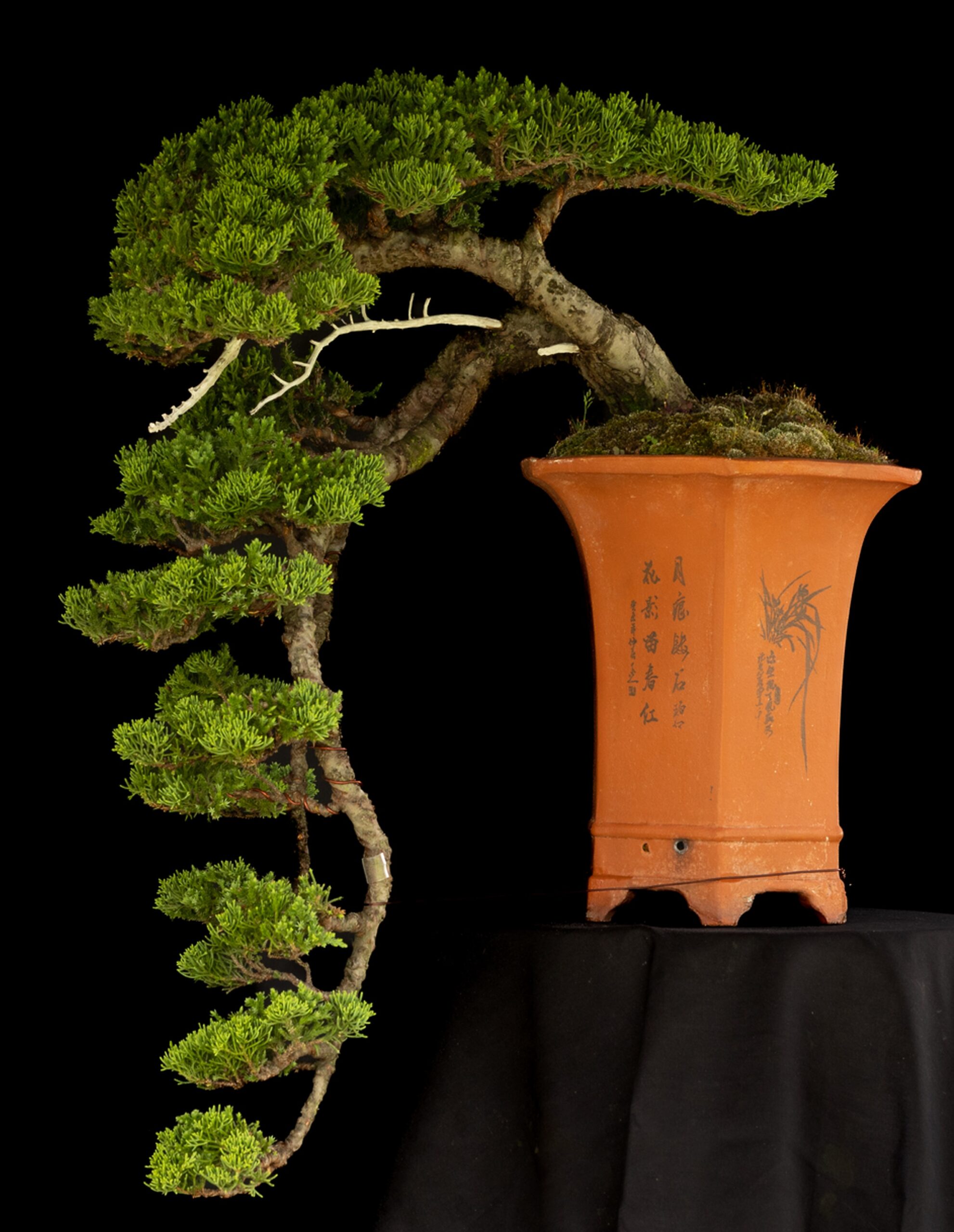 Estilos y Técnicas de Diseño de Bonsáis - Todo de Jardín