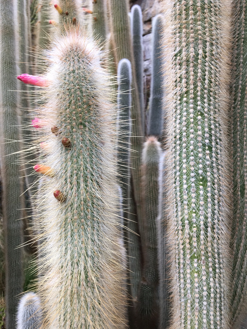 Cactus Columnares: Majestuosas estructuras naturales - Todo de Jardín