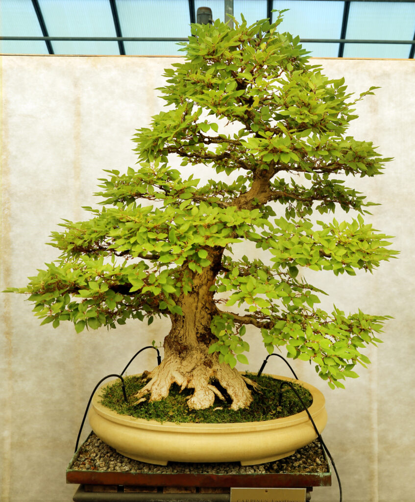 Carpinus Coreana, o Carpino Coreano - Todo de Jardín