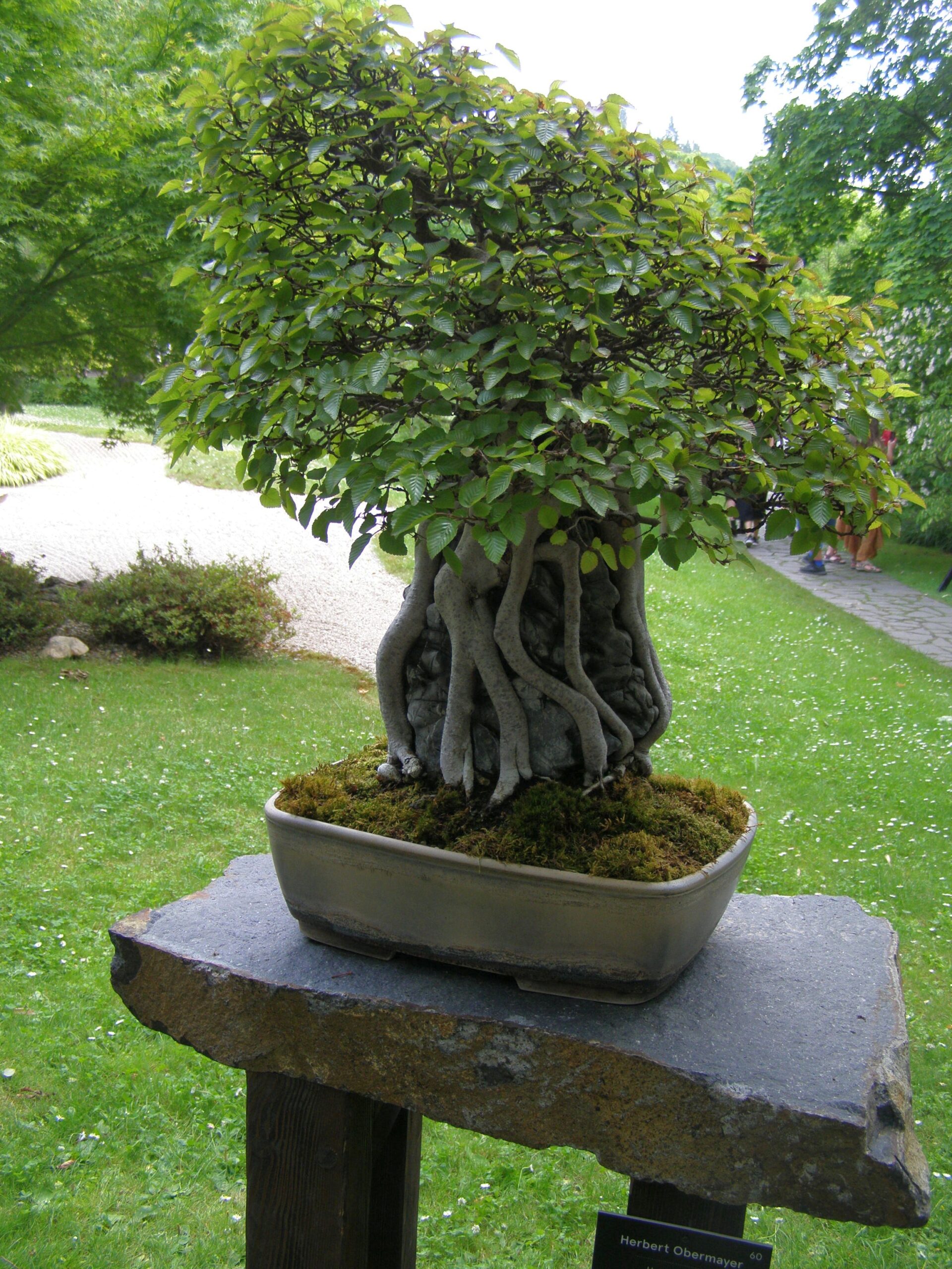 Carpinus Coreana, o Carpino Coreano - Todo de Jardín
